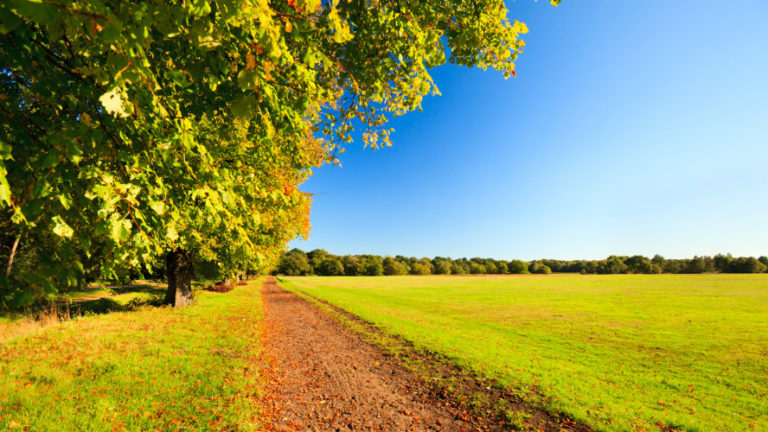 Wimbledon Common - LondonNet