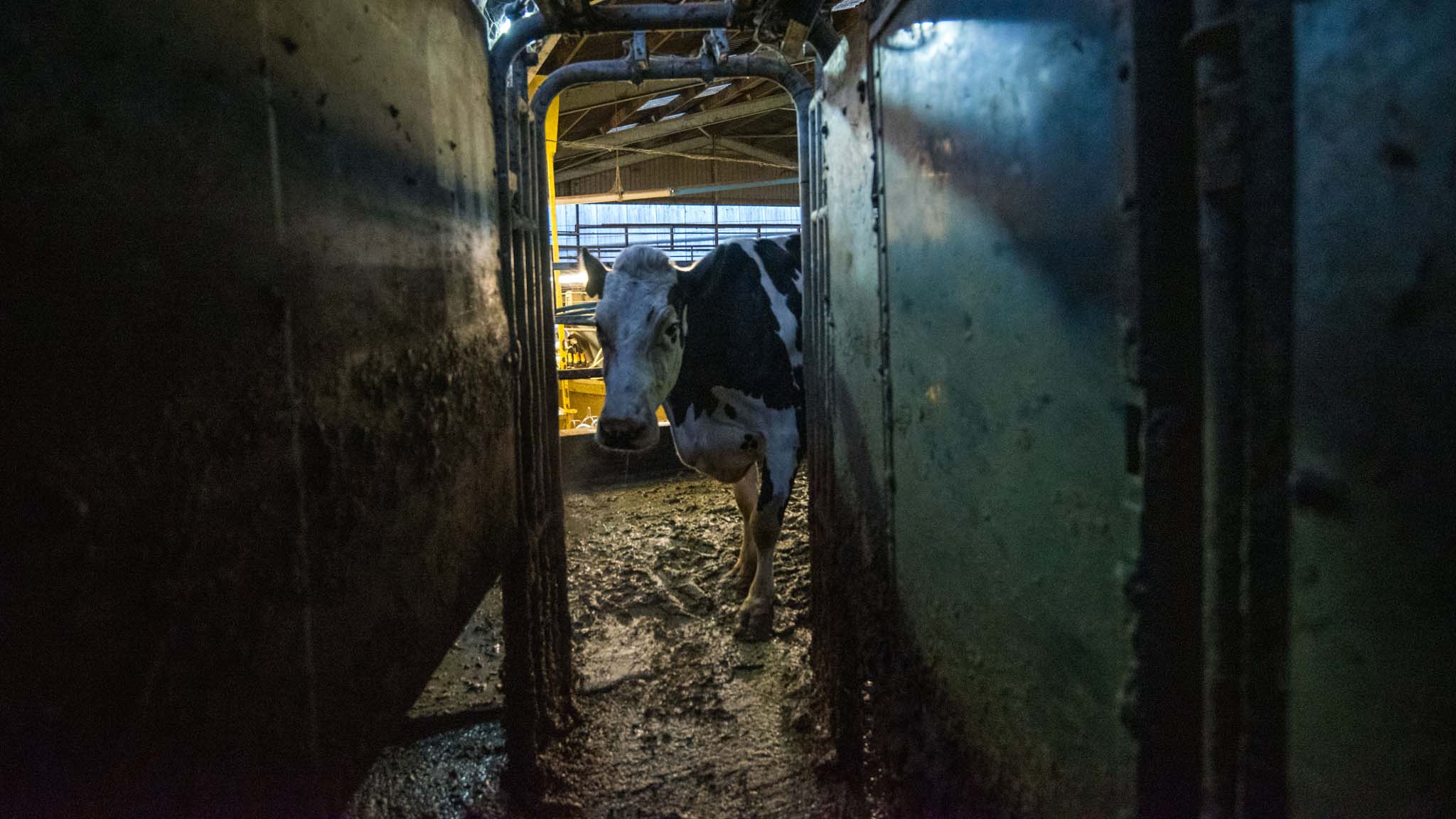 Cow (Autism Friendly Screening) - Film Review and Listings